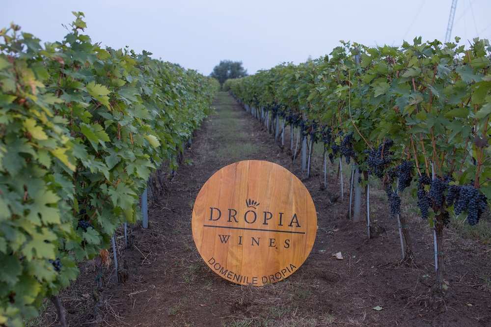 Dropia Wines | Wijnhuis | Petit Clos